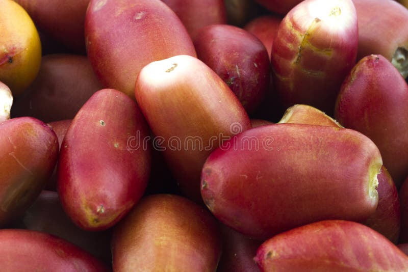 Red dates stock image. Image of date, gulf, delicious - 41888855