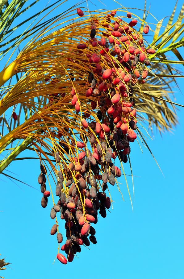 Red dates on a palm stock photo. Image of cairo, cancer - 28857418