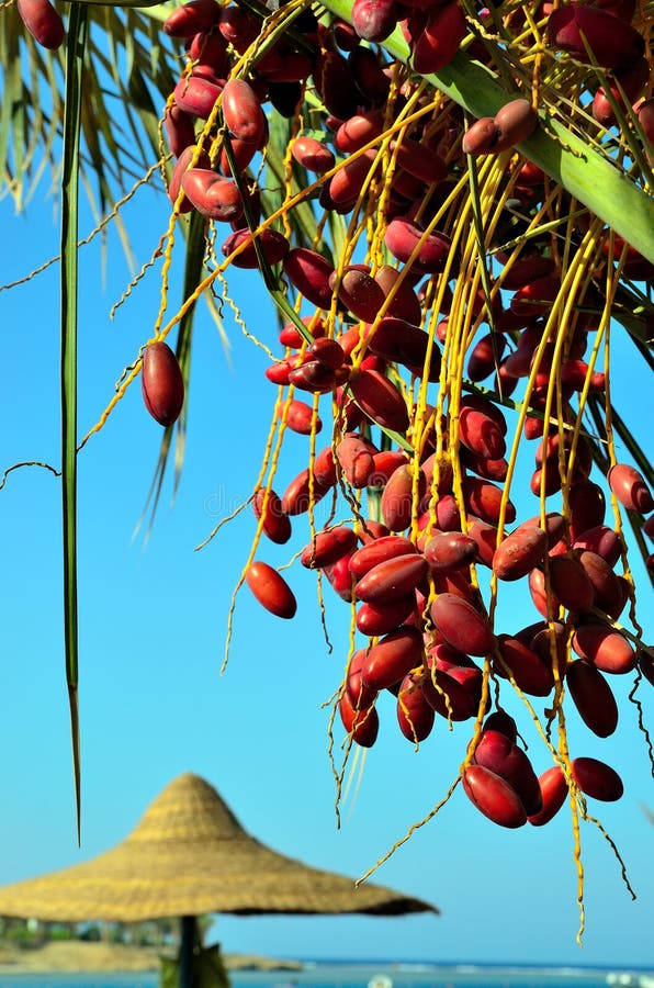 Red dates on a palm stock image. Image of africa, tropic - 37881555