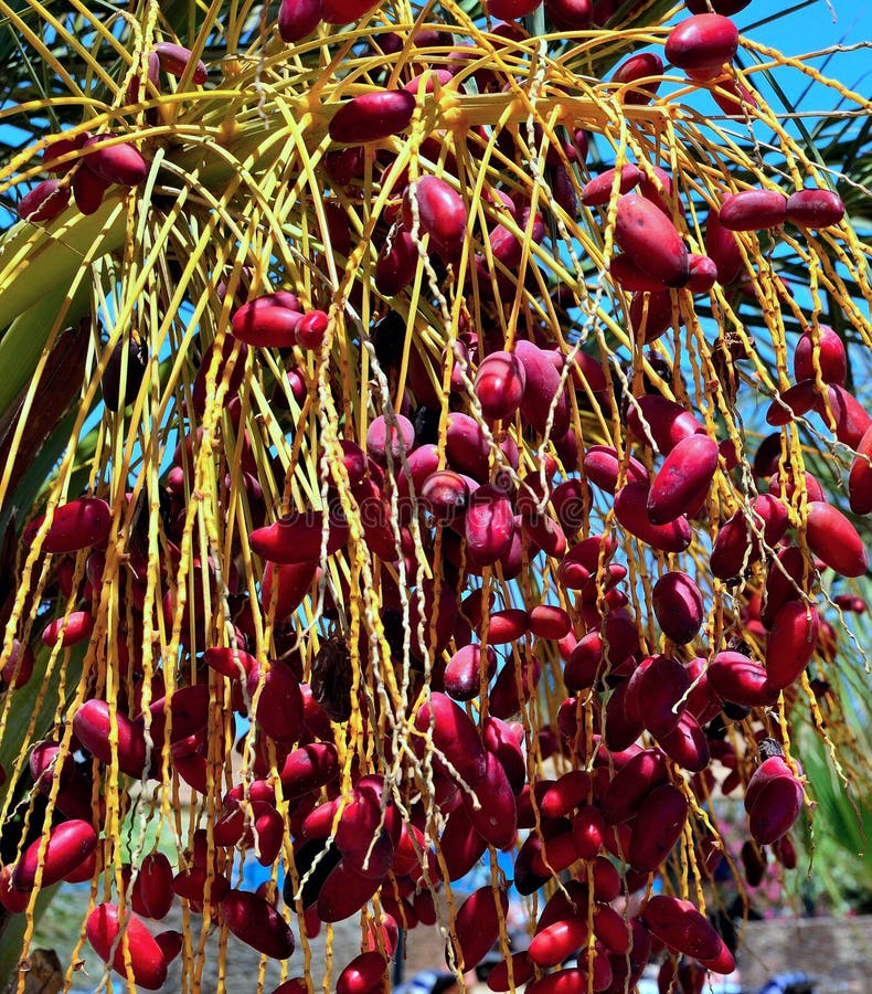 Red dates on a palm stock photo. Image of cairo, cancer - 28857418