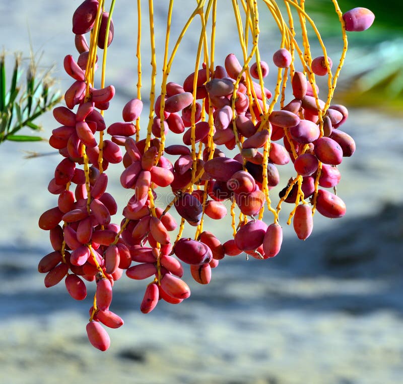 Red dates on a palm stock photo. Image of cairo, cancer - 28857418