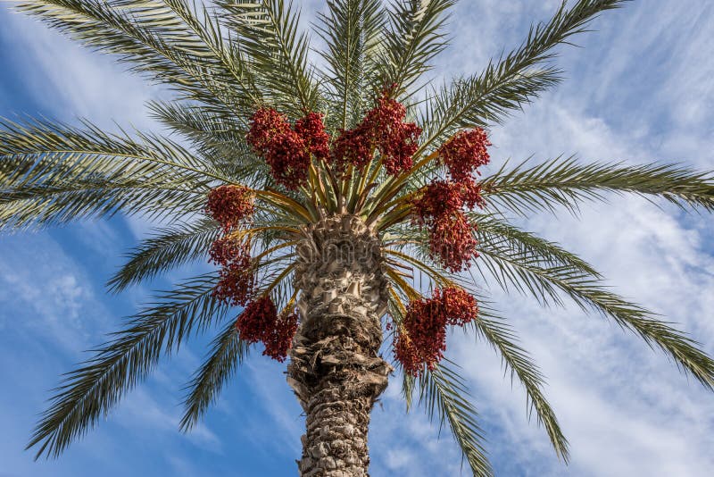 Red dates stock photo. Image of food, tree, morning, dactylifera - 82216746