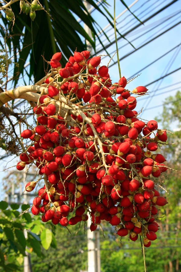 Red Dates of a Royal Palm Tree Stock Photo - Image of people, royal ...