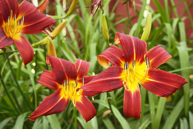 Red daylilies stock image. Image of august, plant, bloom - 12538587