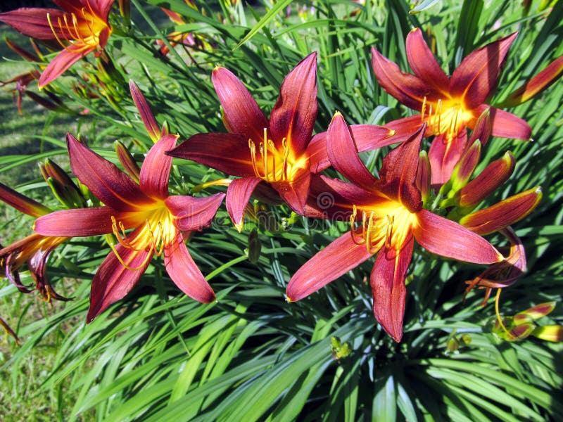 Red daylily stock photo. Image of leaves, summer, botanical - 22684506