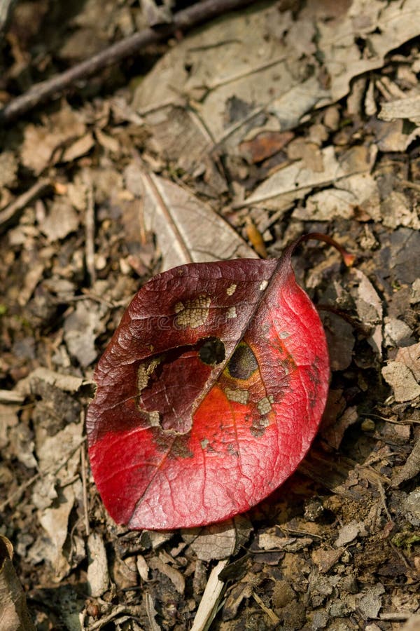 Red Dead Leaf Background stock image. Image of forest - 6311361