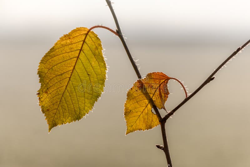 Red Dead Leaf on a Branch in Autumn Stock Photo - Image of season ...