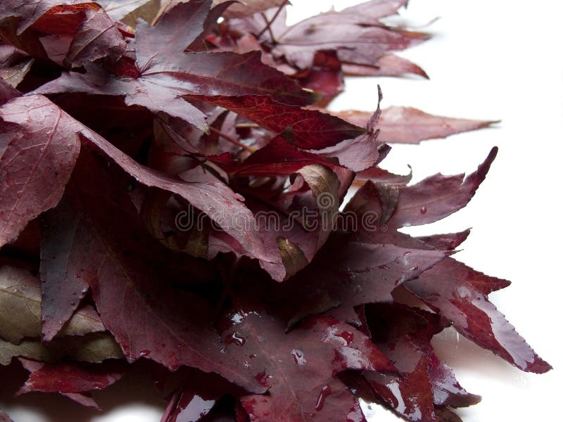 Red Dead Leaves of Liquidambar / Maple Stock Image - Image of direction ...