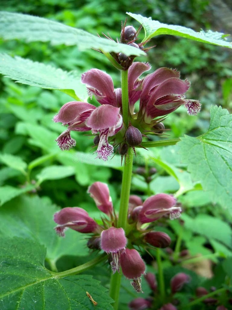 1,073 Lamium Purpureum Red Dead Nettle Stock Photos - Free & Royalty ...