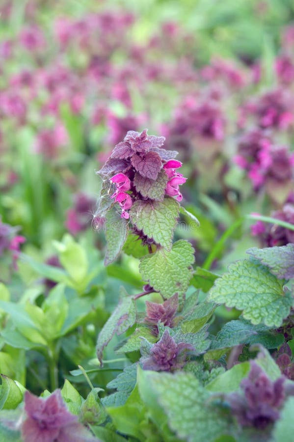 Red Dead Nettle (Lamium Purpureum) Stock Photo - Image of wild, green ...