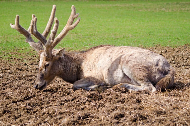 Red Dear stock photo. Image of majestic, view, meadow - 30811924