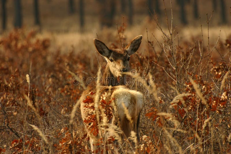 Red Dear stock photo. Image of spotted, park, stag, deer - 870124