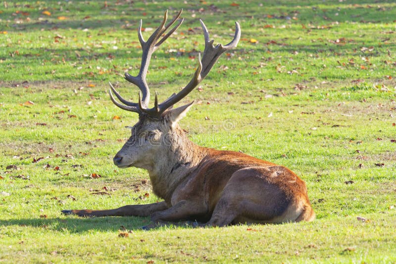 Red Deer Stag in the Autumn Sunshine Stock Photo - Image of grass, fall ...