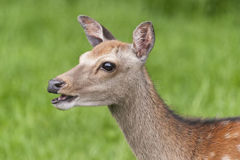 Red Dear stock image. Image of high, fawn, ears, color - 77094247