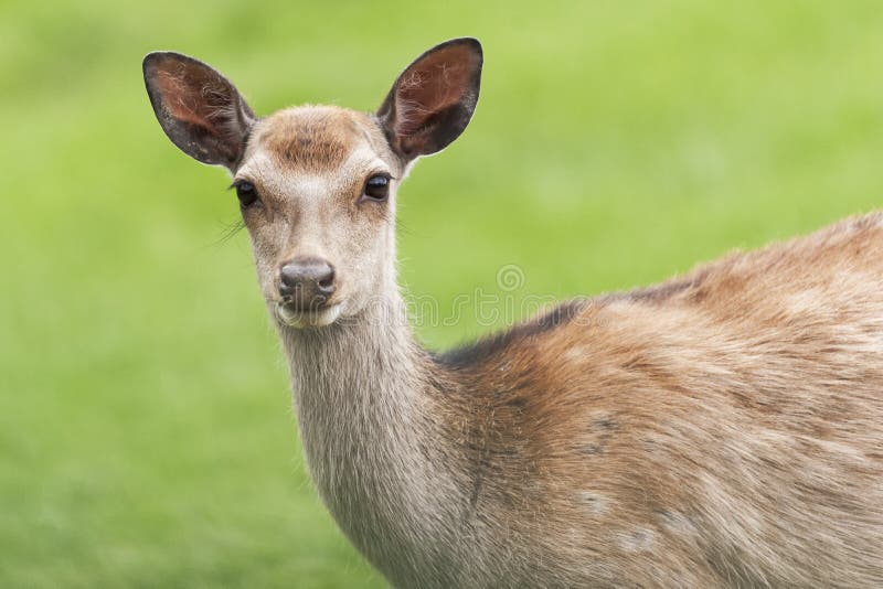 Red Dear stock photo. Image of close, fallow, autumn - 77438308