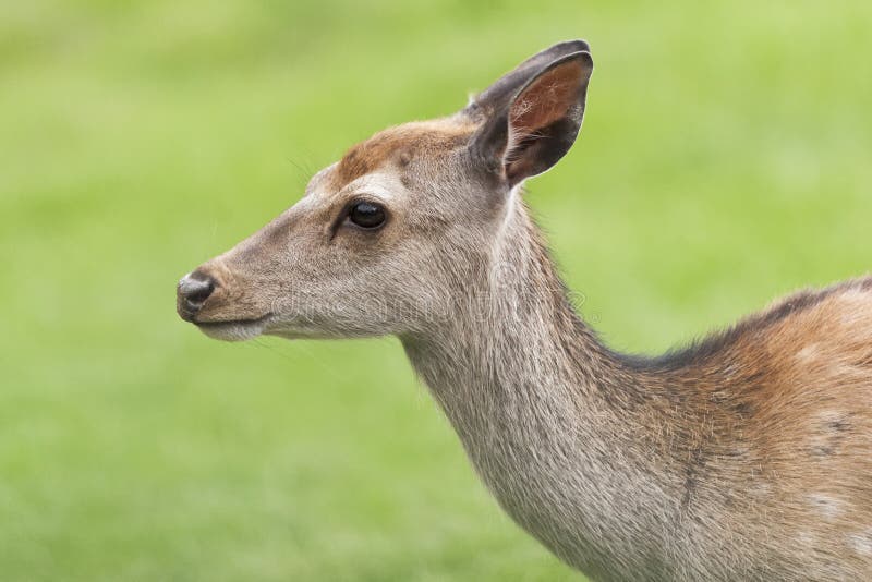 Red Dear stock photo. Image of coat, baby, color, deer - 77438368