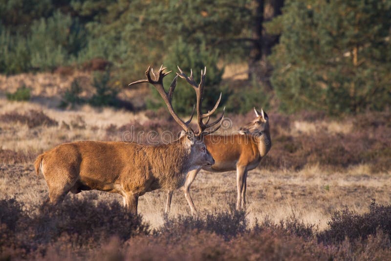 Male and Female Red-dear in Mating-season Stock Photo - Image of bedded ...