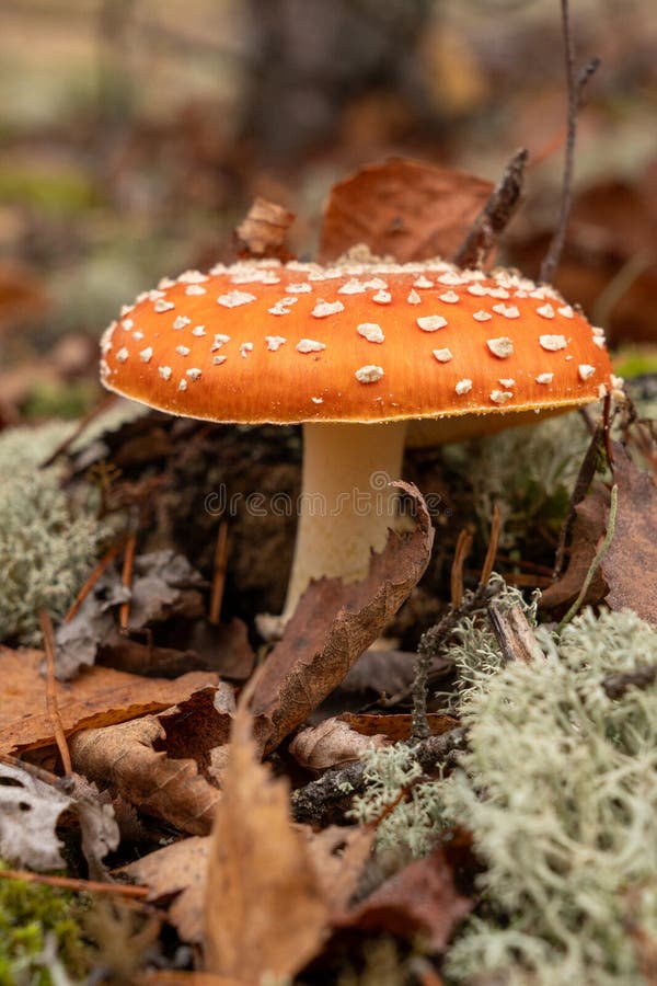 Red Death-cup Mushroom in Forest Stock Image - Image of colourful ...