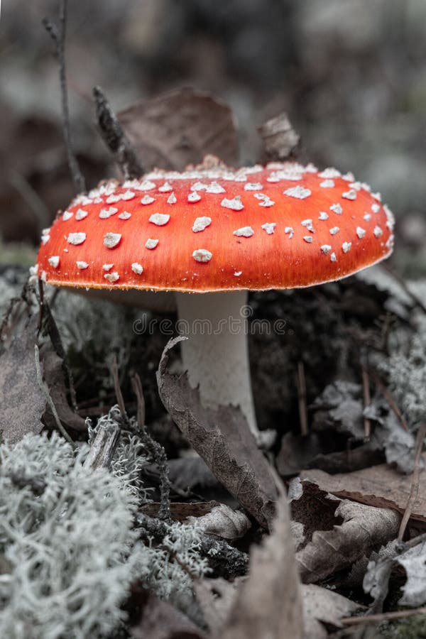 Red Death-cup Mushroom in Forest Stock Photo - Image of nature, plant ...