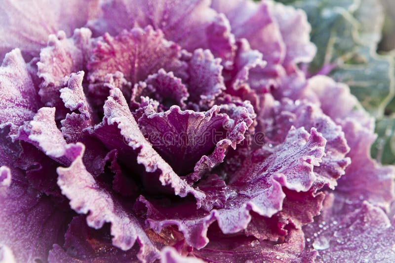 Red Decorative Cabbage Covered with Hoarfrost Stock Photo - Image of ...