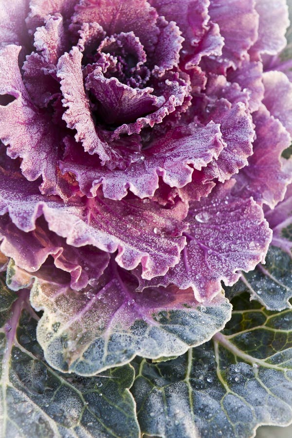 Red Decorative Cabbage Covered with Hoarfrost Stock Image - Image of ...
