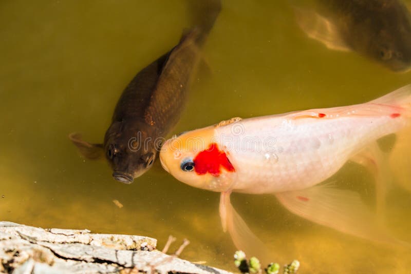 Red Decorative Carp Floating in a Pond Near the Surface of the Water ...