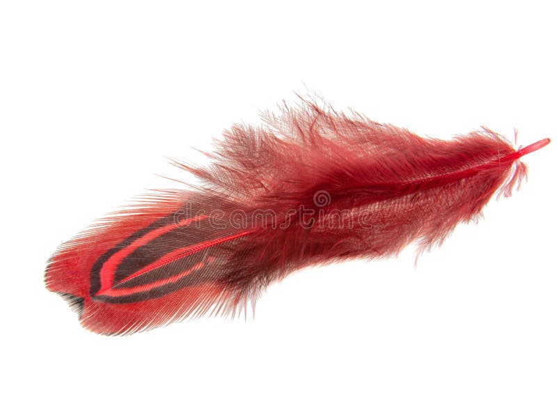 Red Decorative Colorful Pheasant Bird Feather Isolated on the White ...