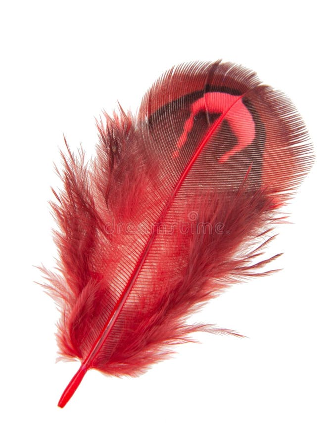 Red Decorative Colorful Pheasant Bird Feather Isolated on the White ...