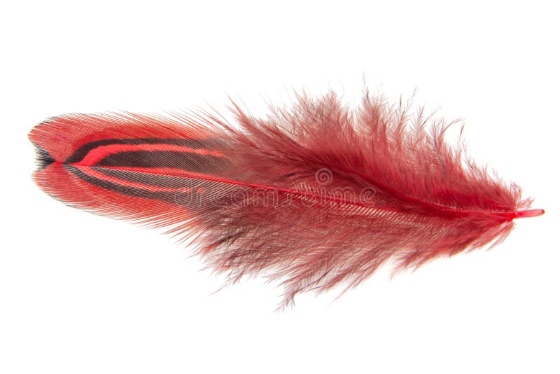 Red Decorative Colorful Pheasant Bird Feather Isolated on the White ...
