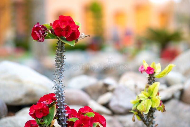 Red Decorative Flowers with Sharp Spikes Growing in Summer Park Stock ...