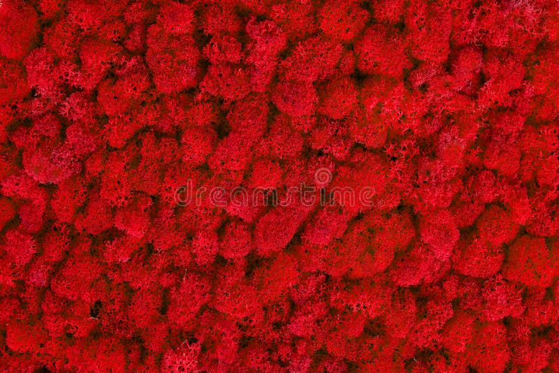 Red Decorative Moss Texture. Wall from Moss Background Stock Photo ...