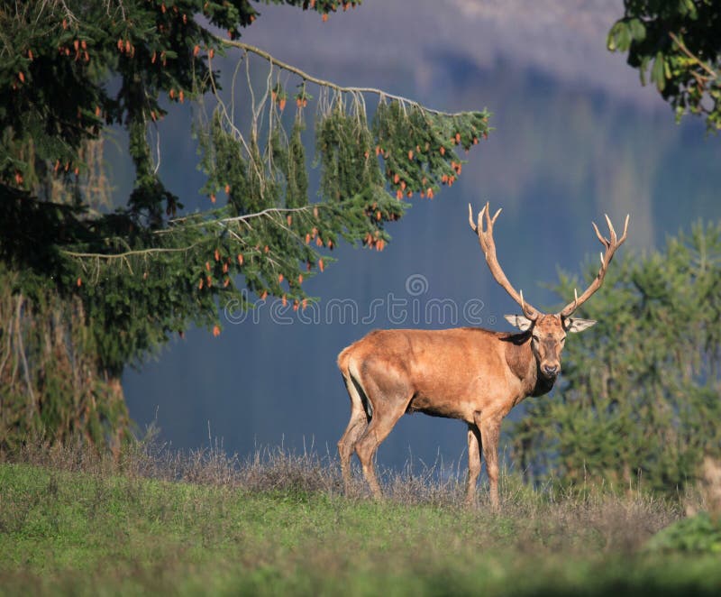 Dear stock photo. Image of wood, mammal, field, animal - 2765838