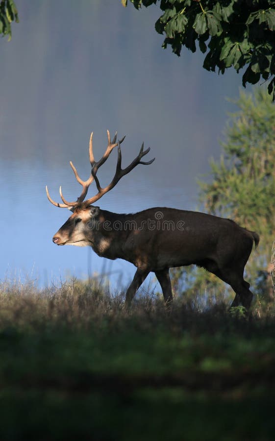 Aggressive Deer. Head Down Adult Powerful Red Deer with Trophy Horns ...