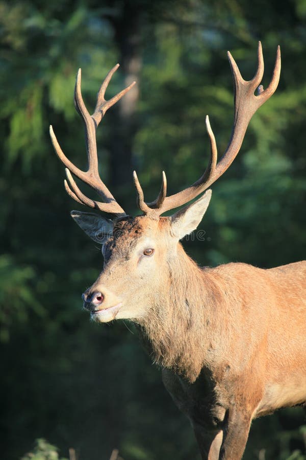 Stag portrait (red deer) stock photo. Image of deer, animal - 10459752