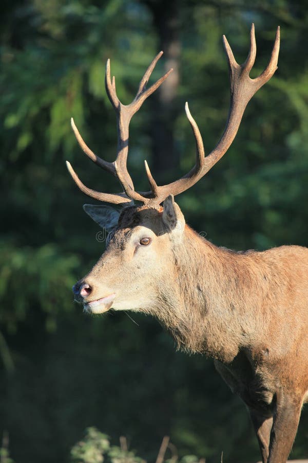 Red deer stock photo. Image of buck, grazing, game, mammal - 11092138