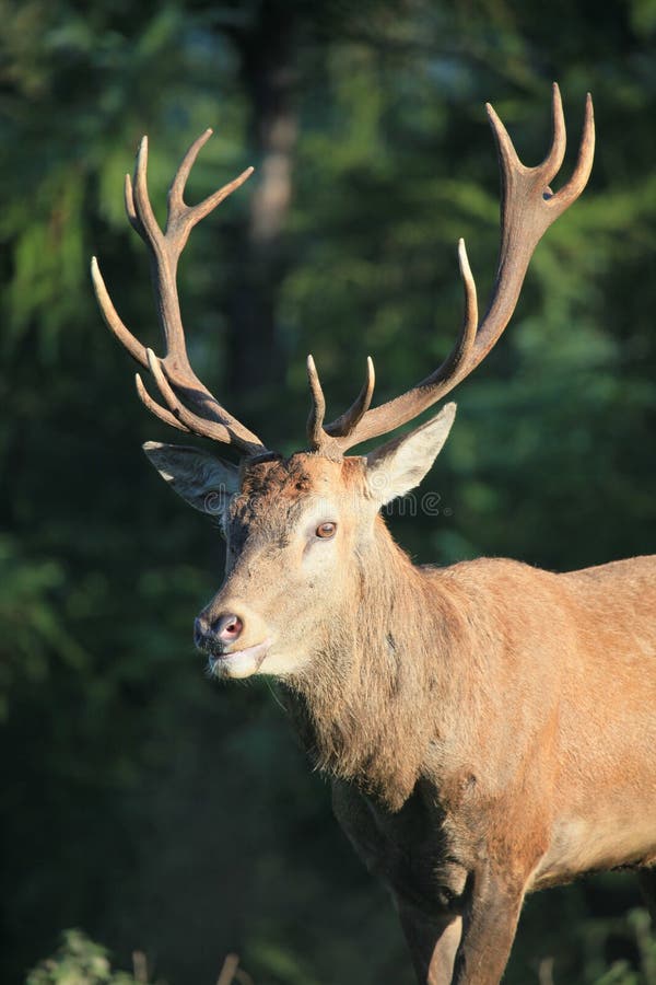 Red Deer stock image. Image of animal, elaphus, bush - 18364127