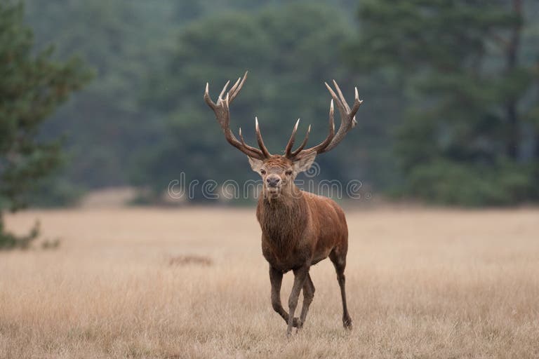 353,924 Deer Veiw Stock Photos - Free & Royalty-Free Stock Photos from ...