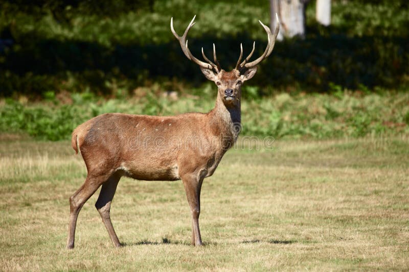 Red deer stock image. Image of wilderness, deer, wild - 14773769