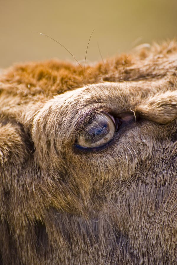 11,162 Deer Eye Stock Photos - Free & Royalty-Free Stock Photos from ...