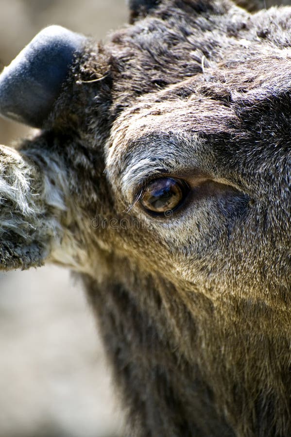 11,162 Deer Eye Stock Photos - Free & Royalty-Free Stock Photos from ...