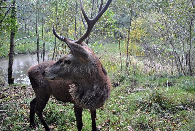 Irish Red Deer Stag Stock Photos - Free & Royalty-Free Stock Photos ...