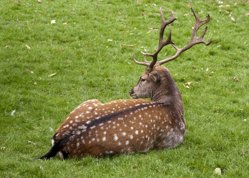 Red deer stock image. Image of field, outdoor, wildlife - 16912157