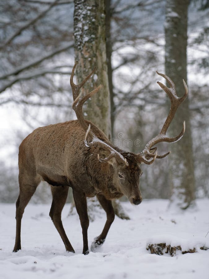 Red deer stock photo. Image of cervus, autumn, graze - 49755258