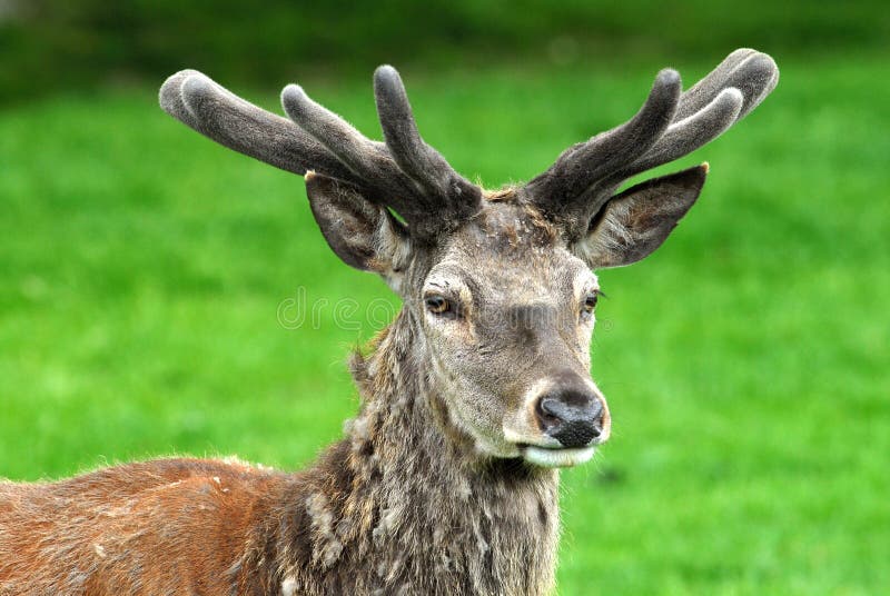 Stag portrait (red deer) stock photo. Image of deer, animal - 10459752