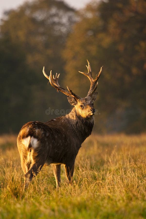 Dear stock photo. Image of wood, mammal, field, animal - 2765838
