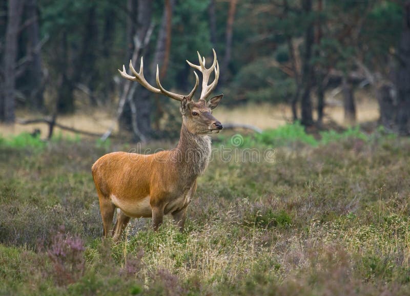 Red Deer stock image. Image of elaphus, holland, cervus - 20549717