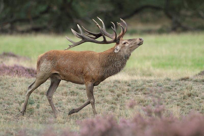 Red Deer stock image. Image of heather, deer, standing - 21197291
