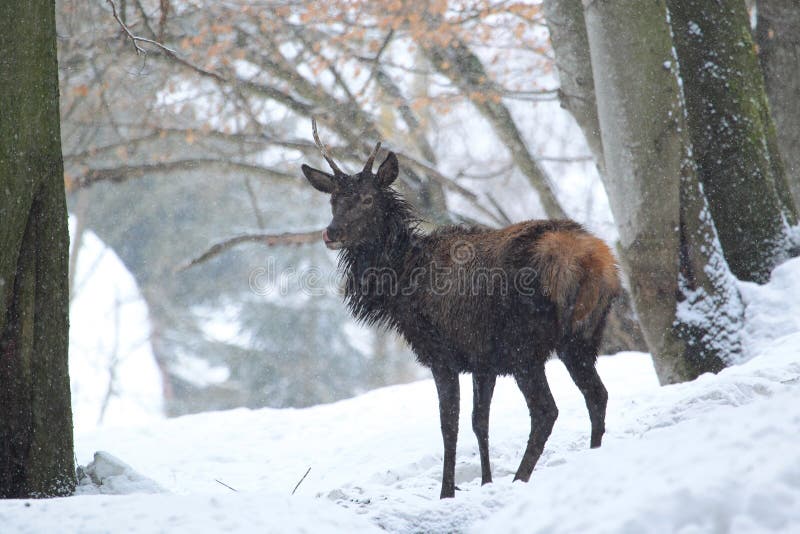 Snowz Forest Stock Photos - Free & Royalty-Free Stock Photos from ...