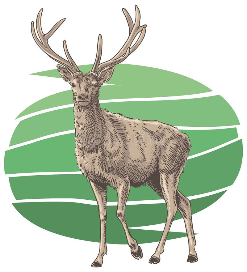 Wildlife Red Deer Stock Illustrations – 9,047 Wildlife Red Deer Stock ...