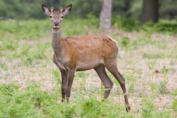 Red Deer stock photo. Image of parkland, deer, alert, trees - 4614800